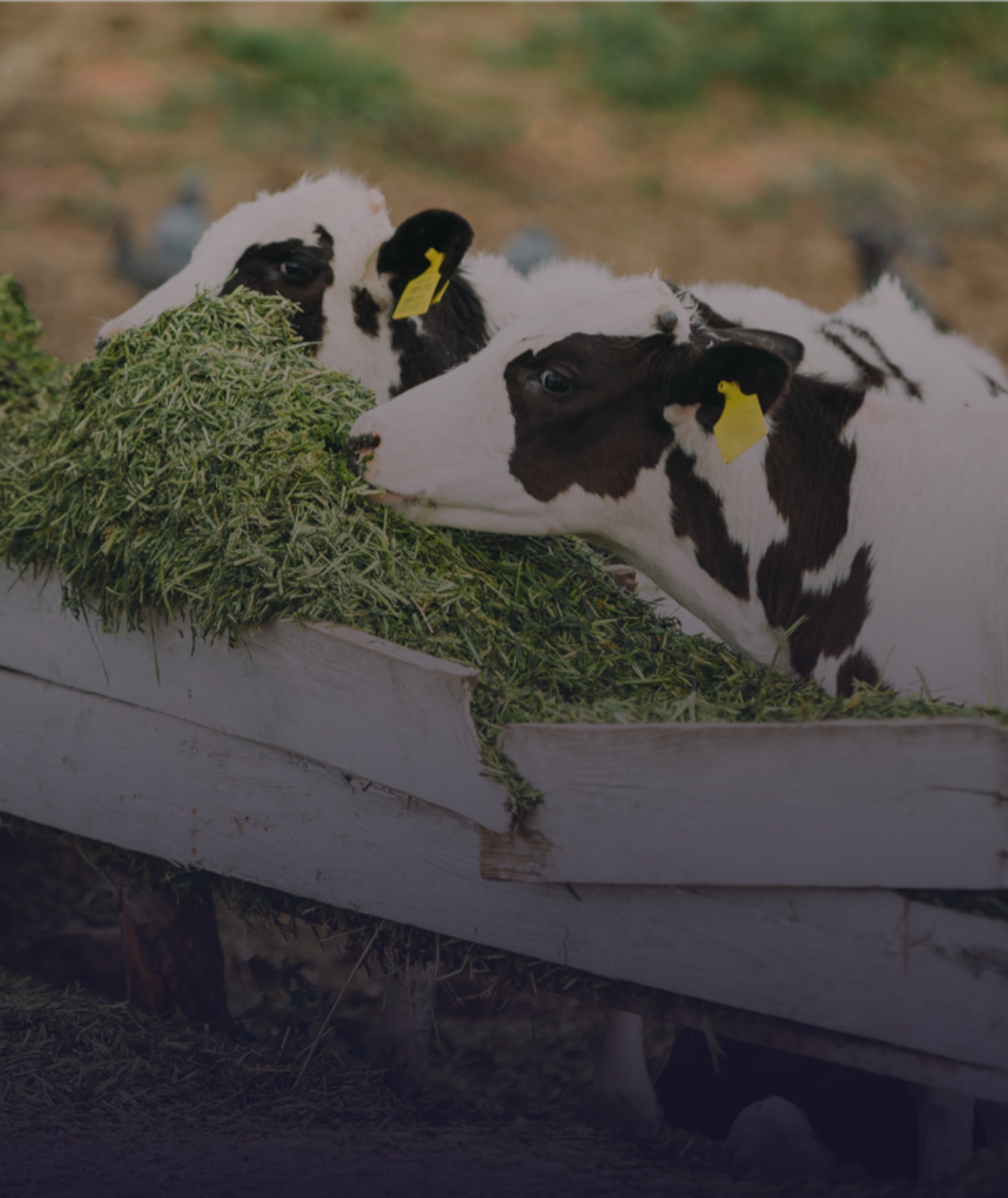 CMB Foods - exceptional family run catering butchers — CMB Foods Ltd